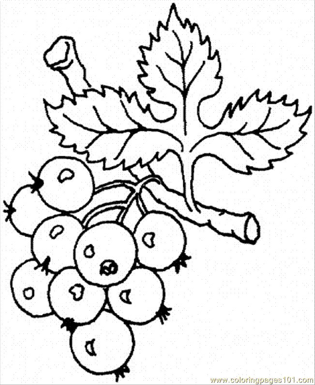 Grape Vine Coloring Pages