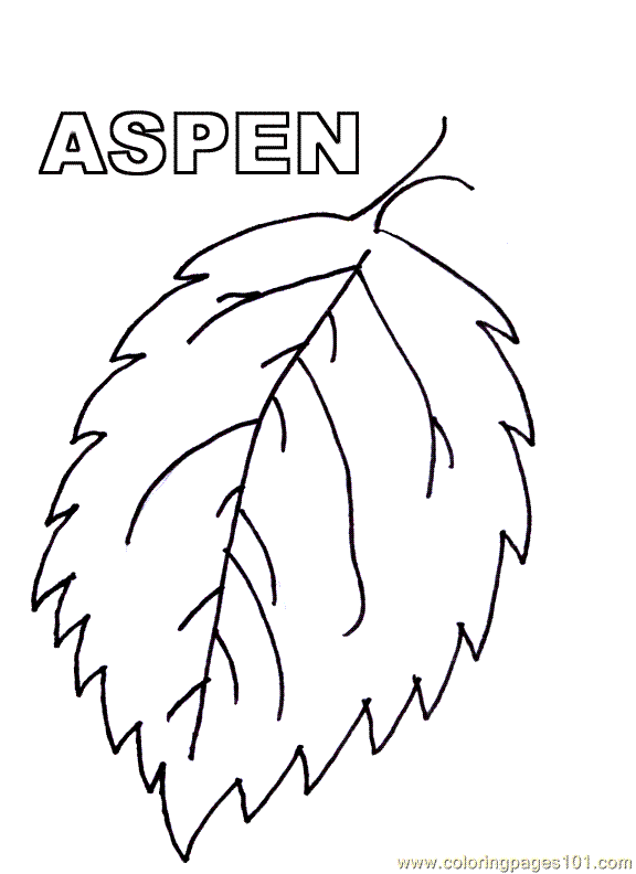 Aspen Tree Coloring Page Sketch Coloring Page