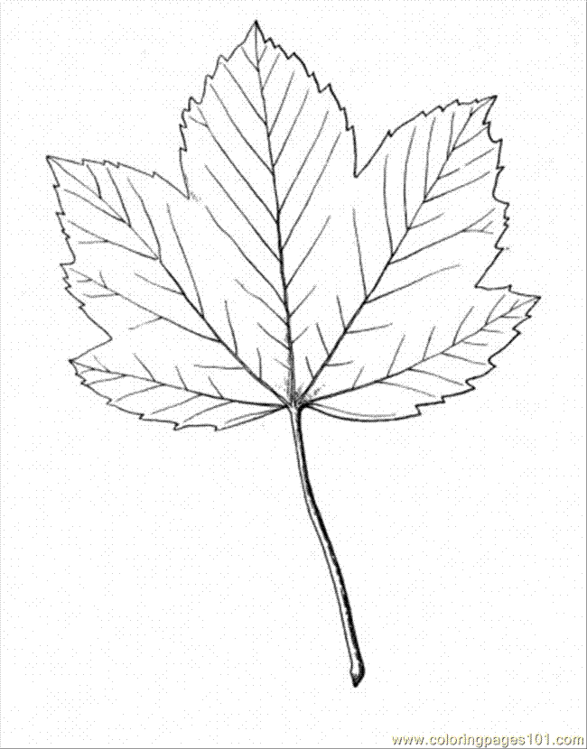 Maple stroy coloring pages